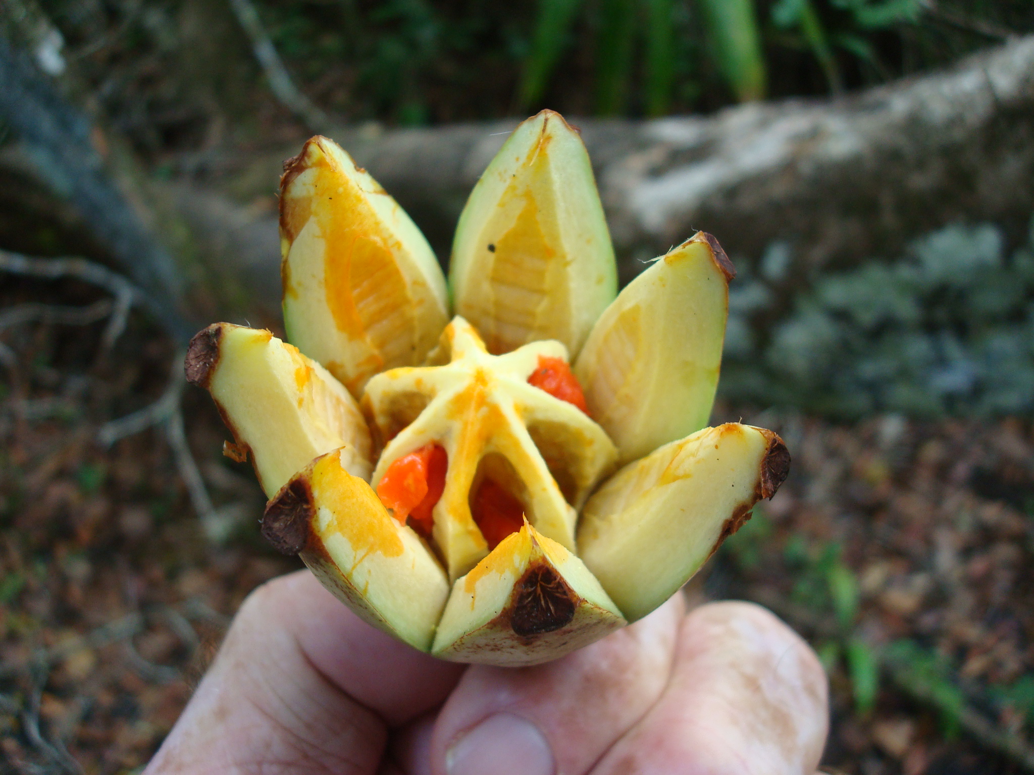 Autograph tree, Clusia rosacea | Tropical Natural History