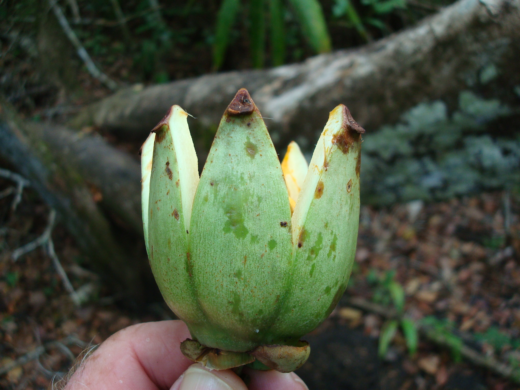 Autograph tree, Clusia rosacea | Tropical Natural History