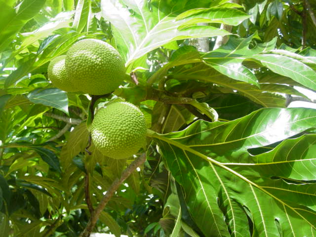 Breadfruit | Tropical Natural History