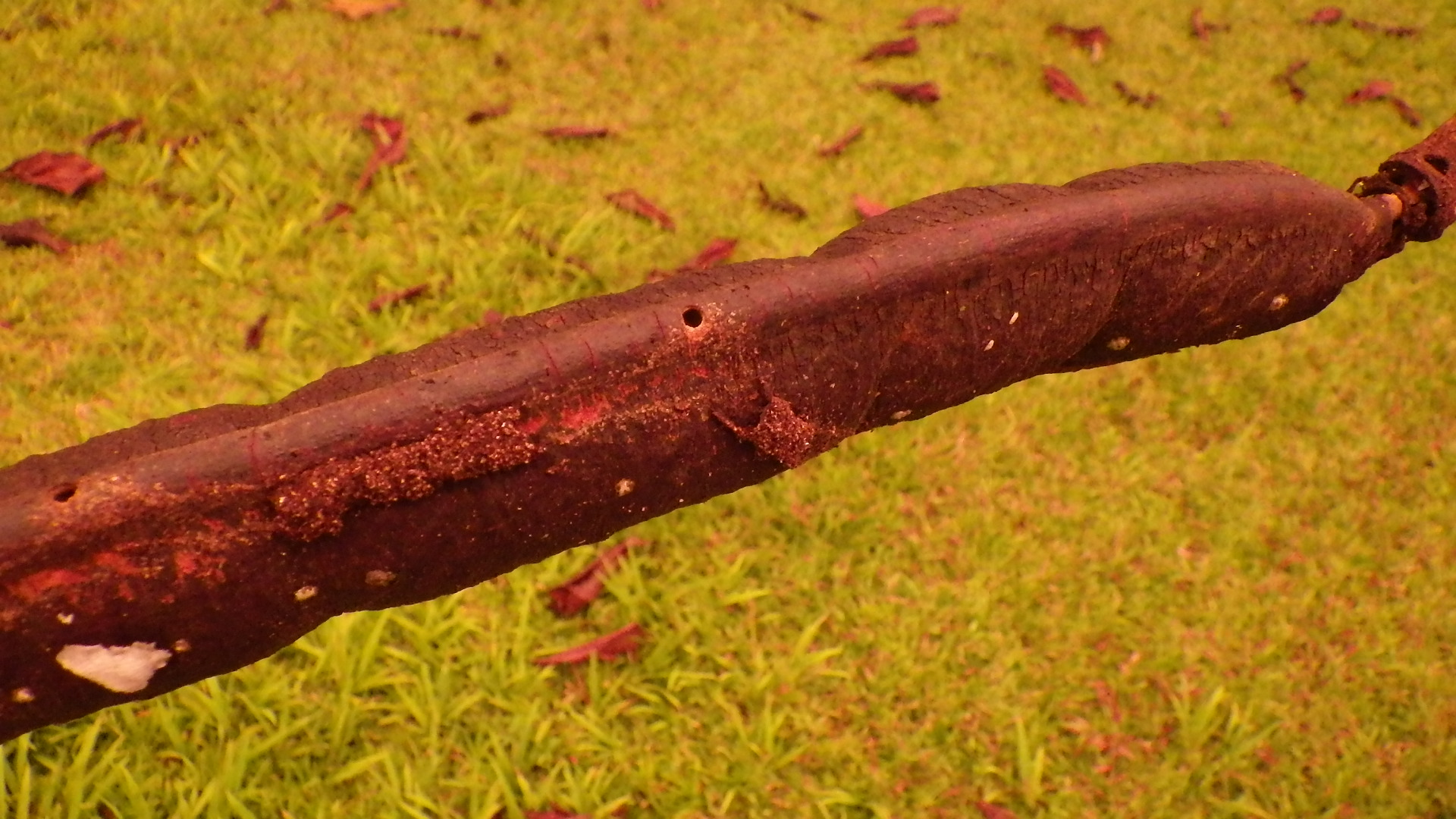 Bukut seedpod | Tropical Natural History