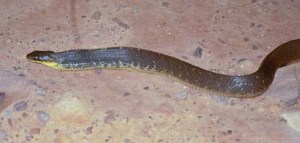 Puffing snake, Phrynonax poecilonotus, and thanatosis | Tropical ...