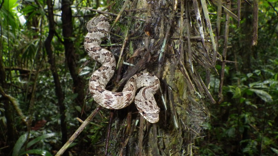 Puffing snake, Phrynonax poecilonotus, and thanatosis | Tropical ...