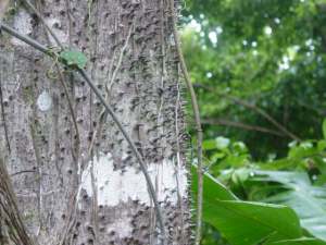 Sandbox Tree, Hura crepitans | Tropical Natural History