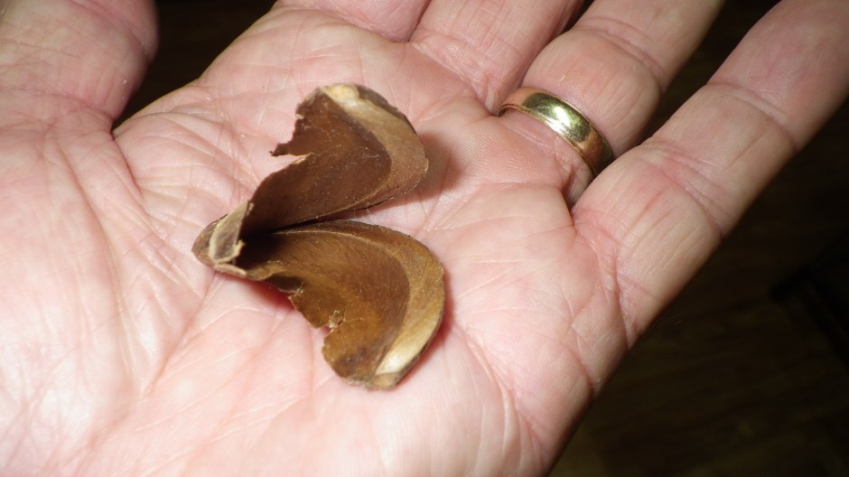 Sandbox Tree, Hura crepitans | Tropical Natural History