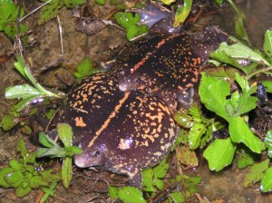 Middle American Burrowing Toad, Rhinophrynus dorsalis | Tropical ...