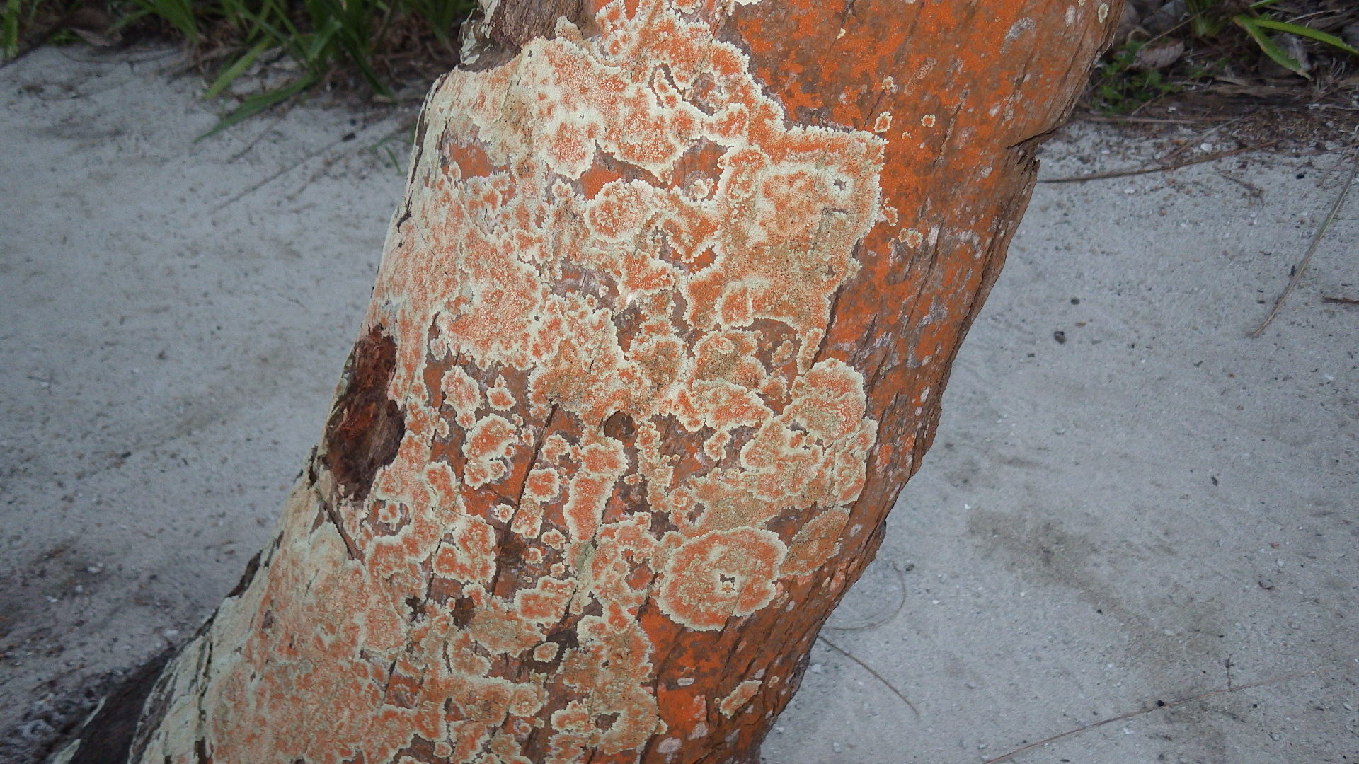 Spectacular lichens & algae on coconut trees, Half Moon Caye, Belize ...