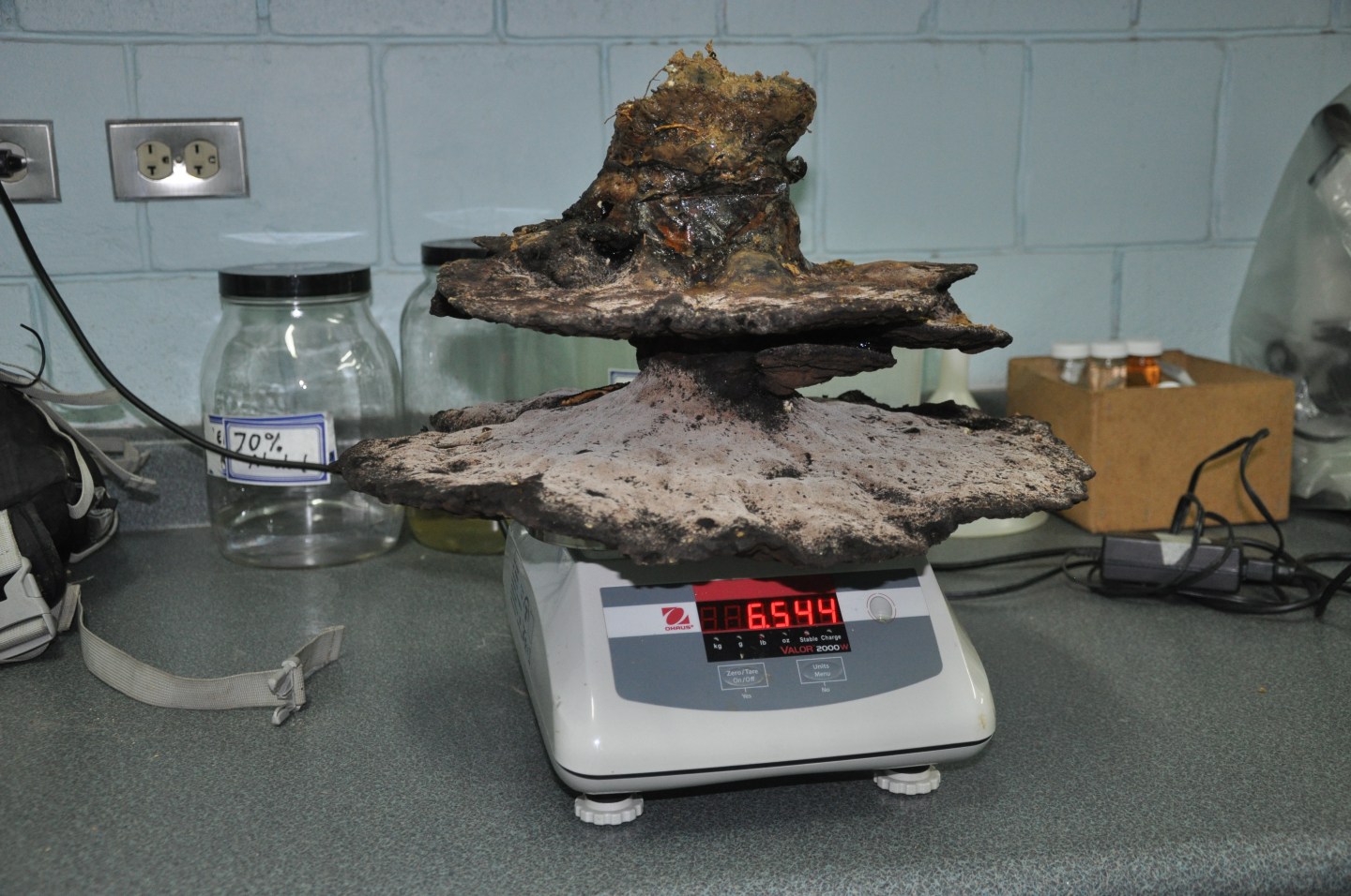 Amauroderma rude: Speaking of Large Mushrooms! | Tropical Natural History