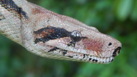 Central American Boa, Boa imperator | Tropical Natural History