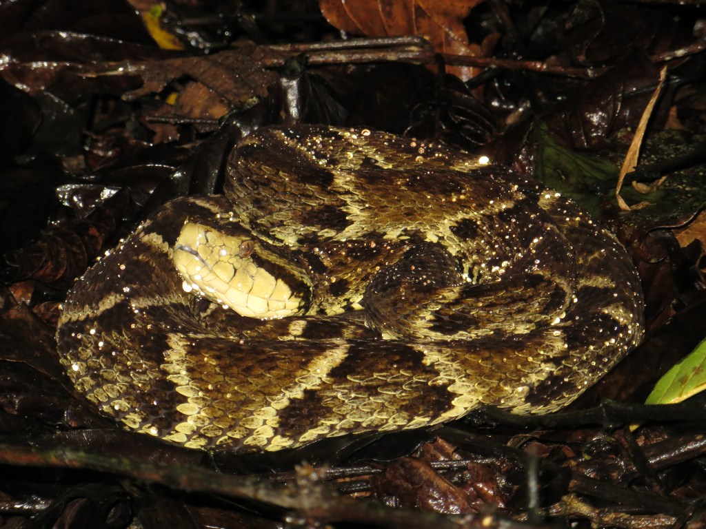 Fer-de-lance, Terciopelo, Yellowjaw tommygoff, Lancehead, Mapepire ...