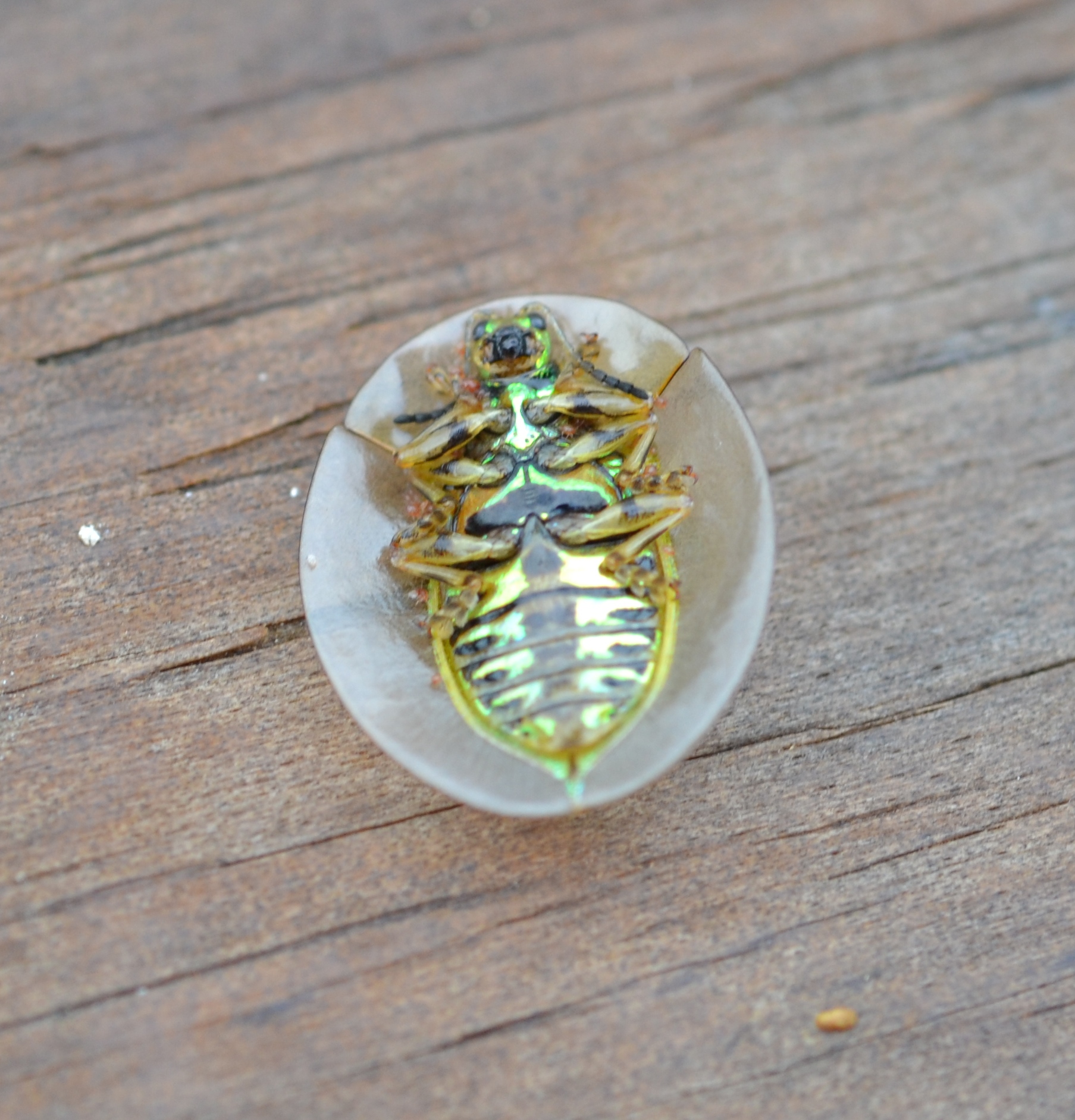 Tortoise shell beetle | Tropical Natural History