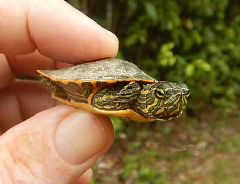 Meso-American slider, Trachemys venusta | Tropical Natural History