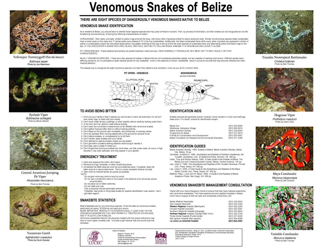 Venomous Snakes of Belize | Tropical Natural History